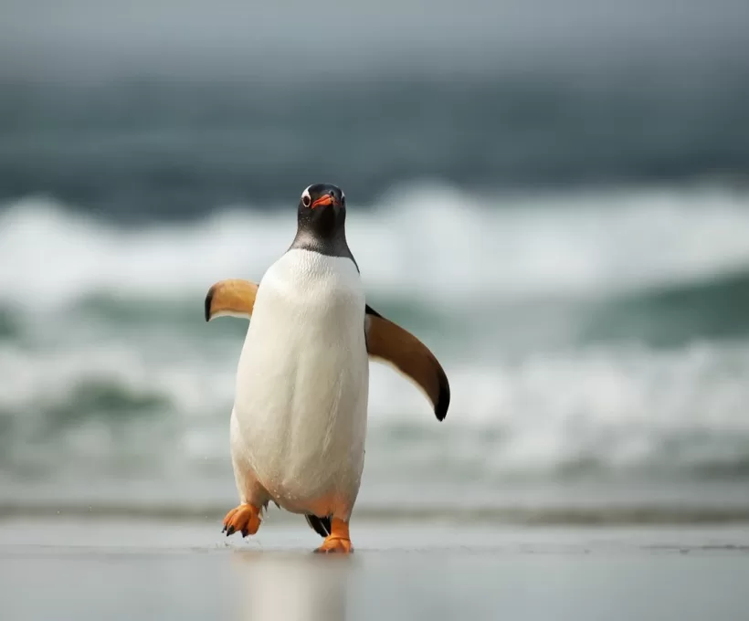 Kako postaviti SFTP poslužitelj na Linuxu | Oblak Znanja